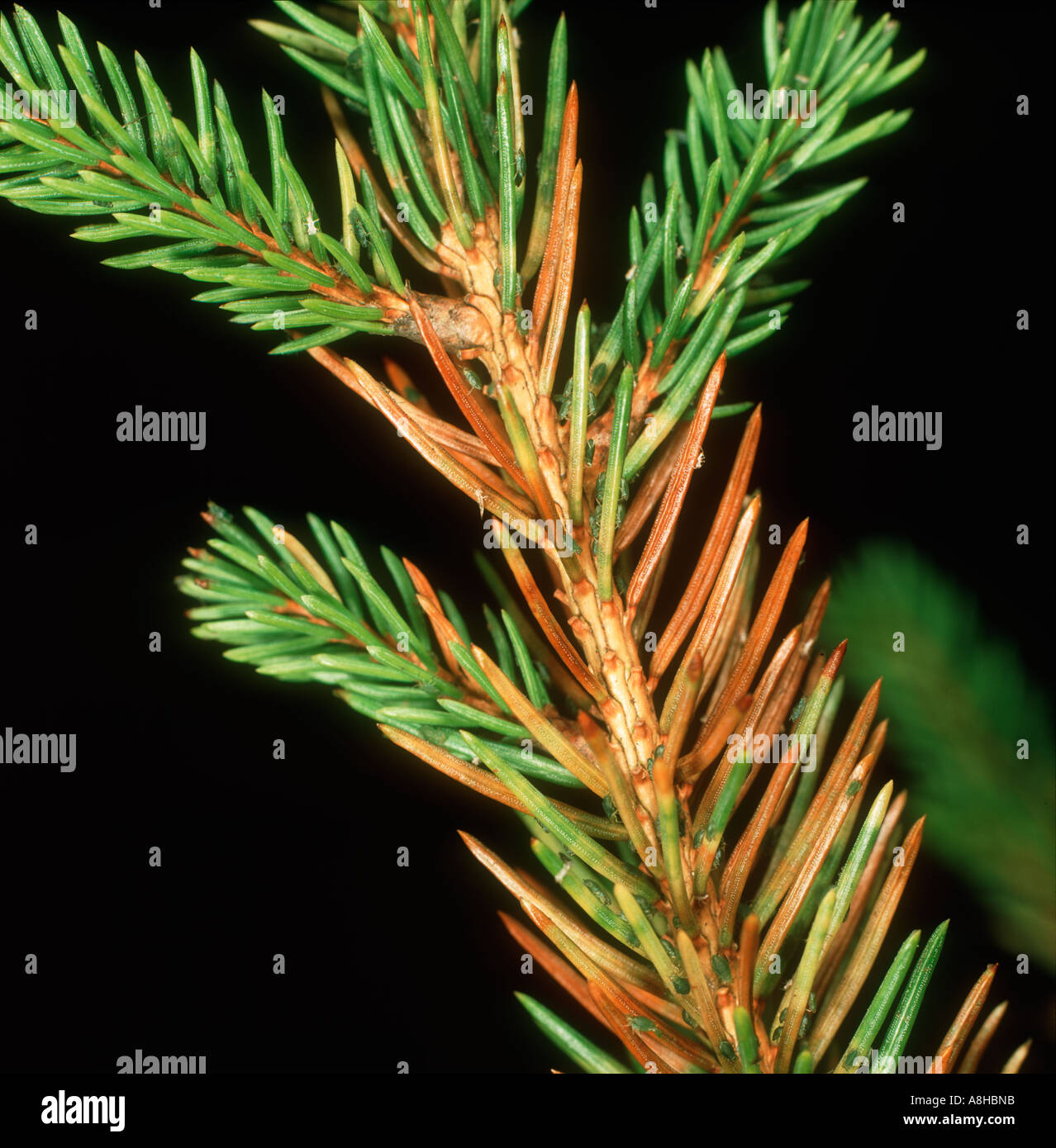 Green spruce aphid Elatobium abietinum damage to Norway spruce needles ...