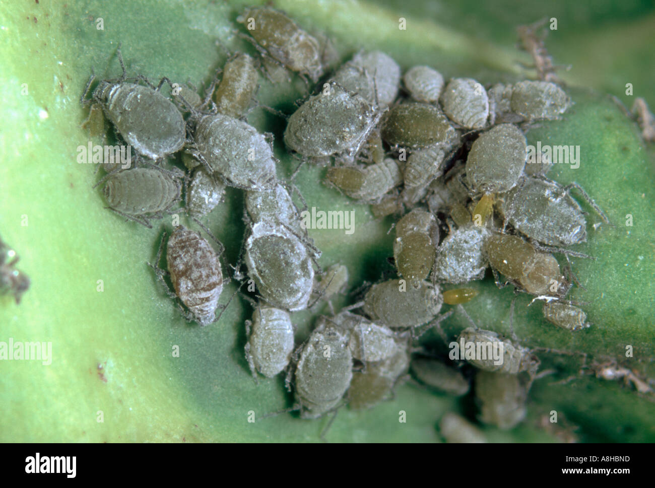 Viviparous insect hi-res stock photography and images - Alamy