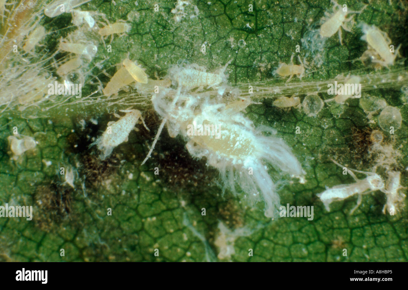 Beech aphids hi-res stock photography and images - Alamy