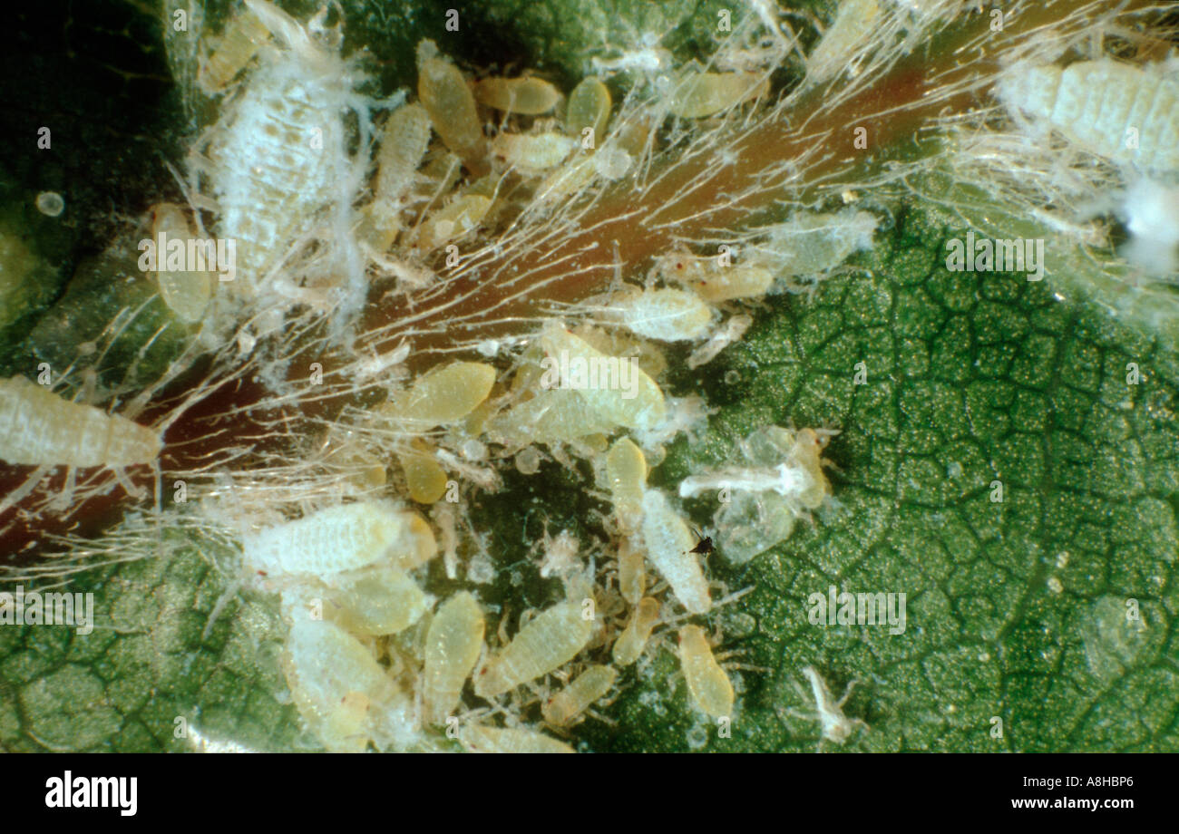 Fagi hi-res stock photography and images - Alamy