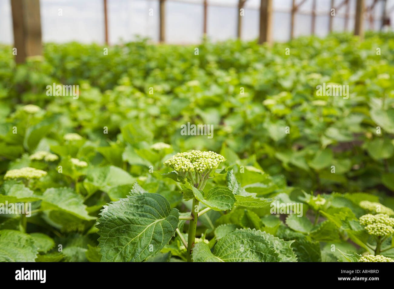 Hydrangea plants growing in controlled environment of commercial ...