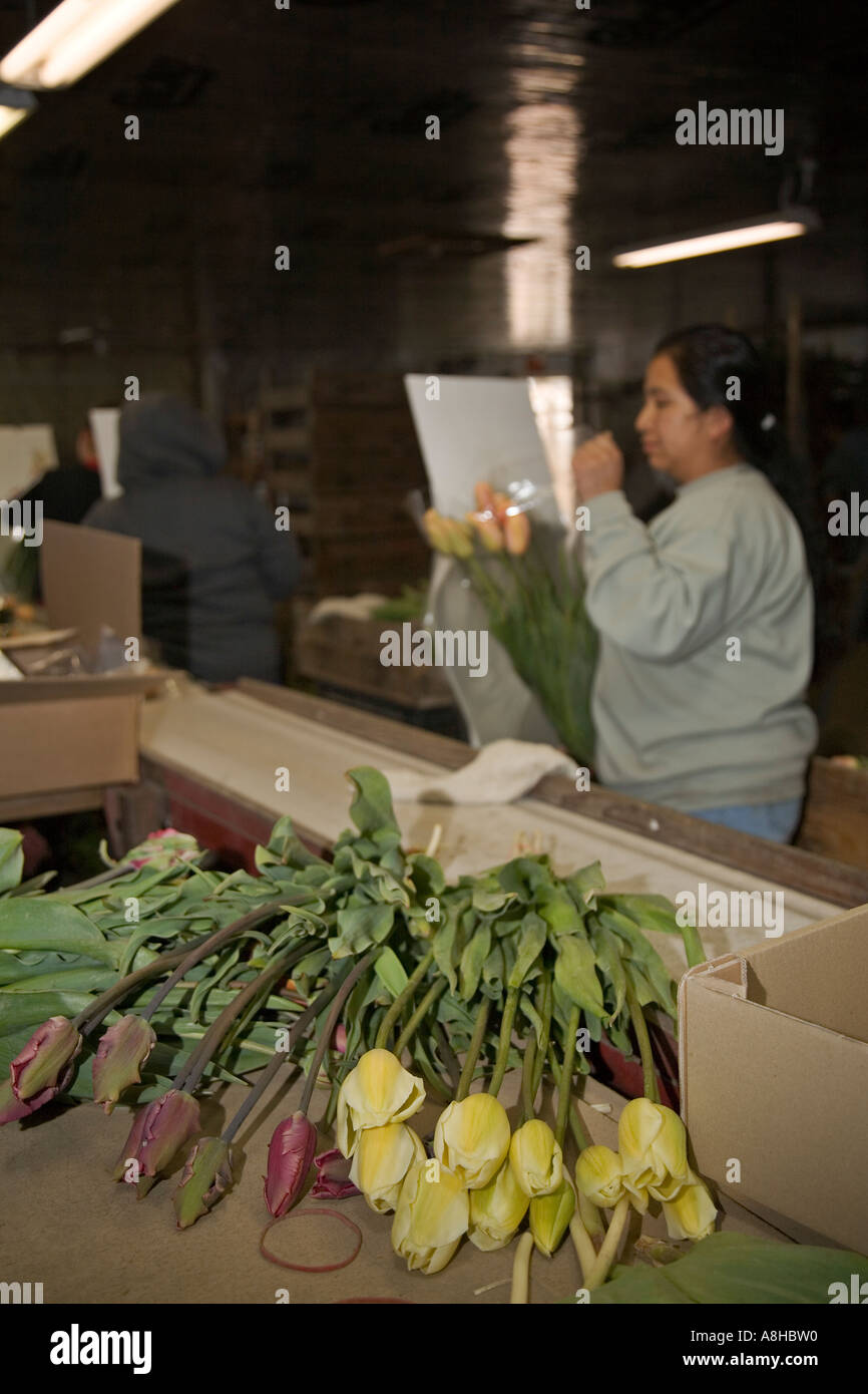 Woman packaging flowers in warehouse at commercial flower farm in Mt ...