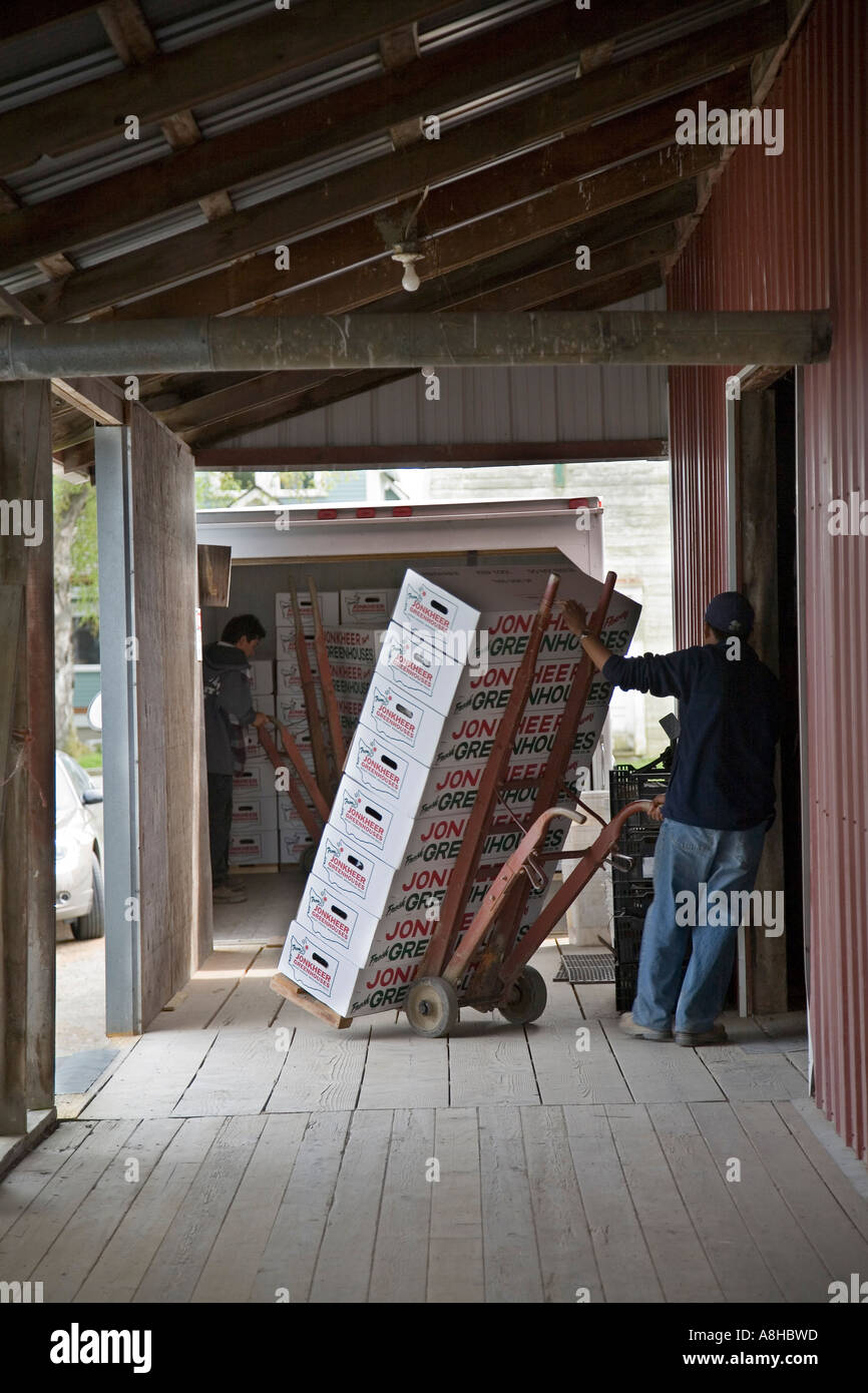 Man moving boxes with handtruck Stock Photo - Alamy