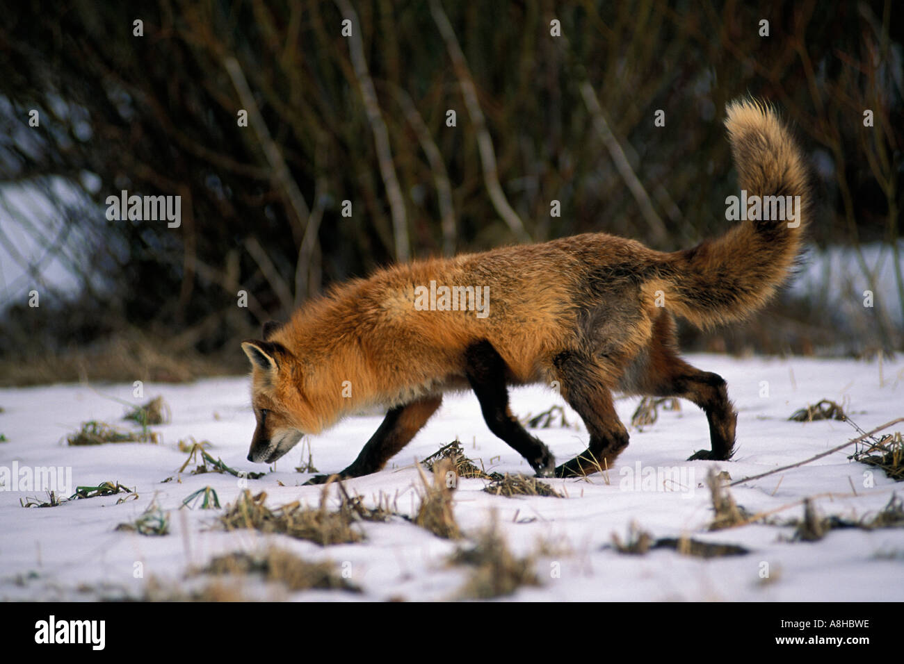 Red fox sniffing snowy ground Montana Stock Photo - Alamy