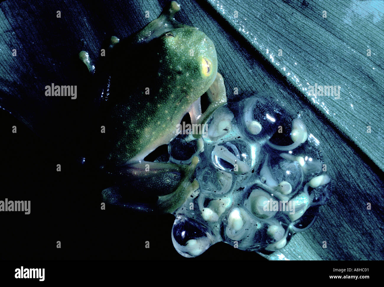 AMPHIBIAN FROG Glass Stock Photo - Alamy