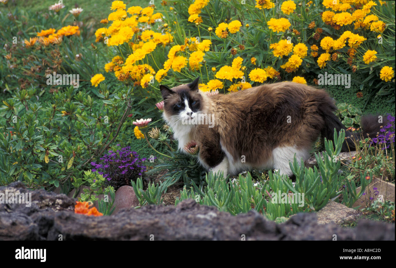 MAMMAL CAT Pure Breed Stock Photo - Alamy