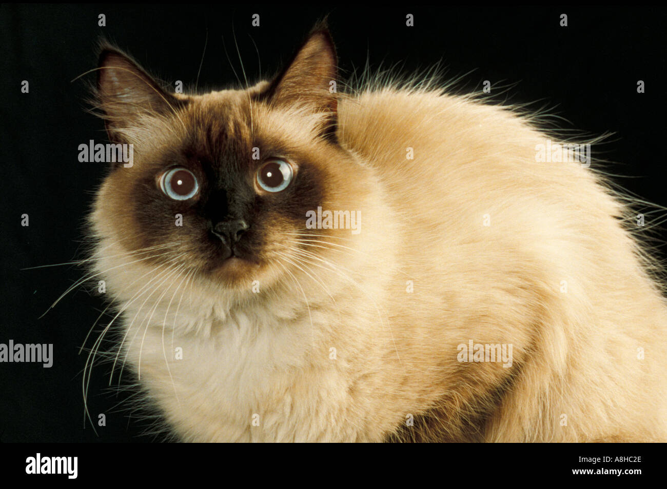 MAMMAL CAT Longhair Stock Photo - Alamy