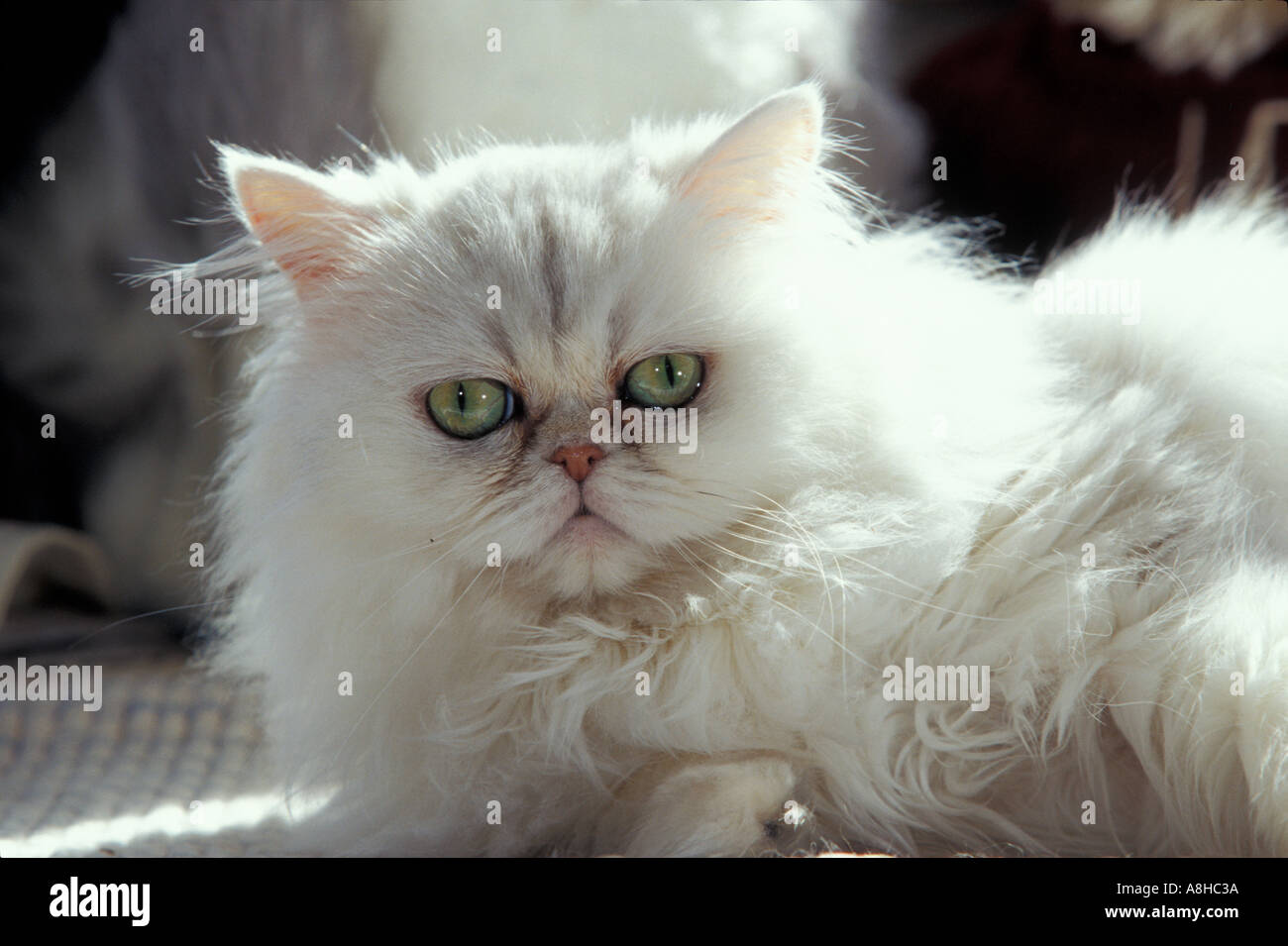 MAMMAL CAT Pure Breed Stock Photo - Alamy