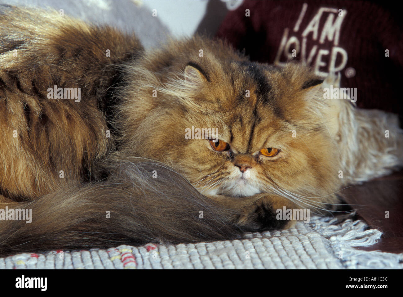 MAMMAL CAT Pure Breed Stock Photo - Alamy