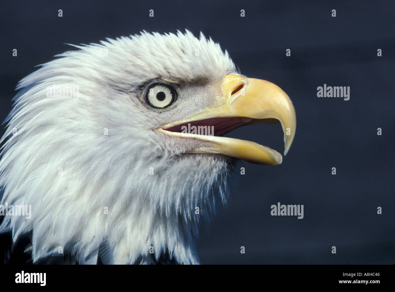 BIRD EAGLE Bald Stock Photo - Alamy