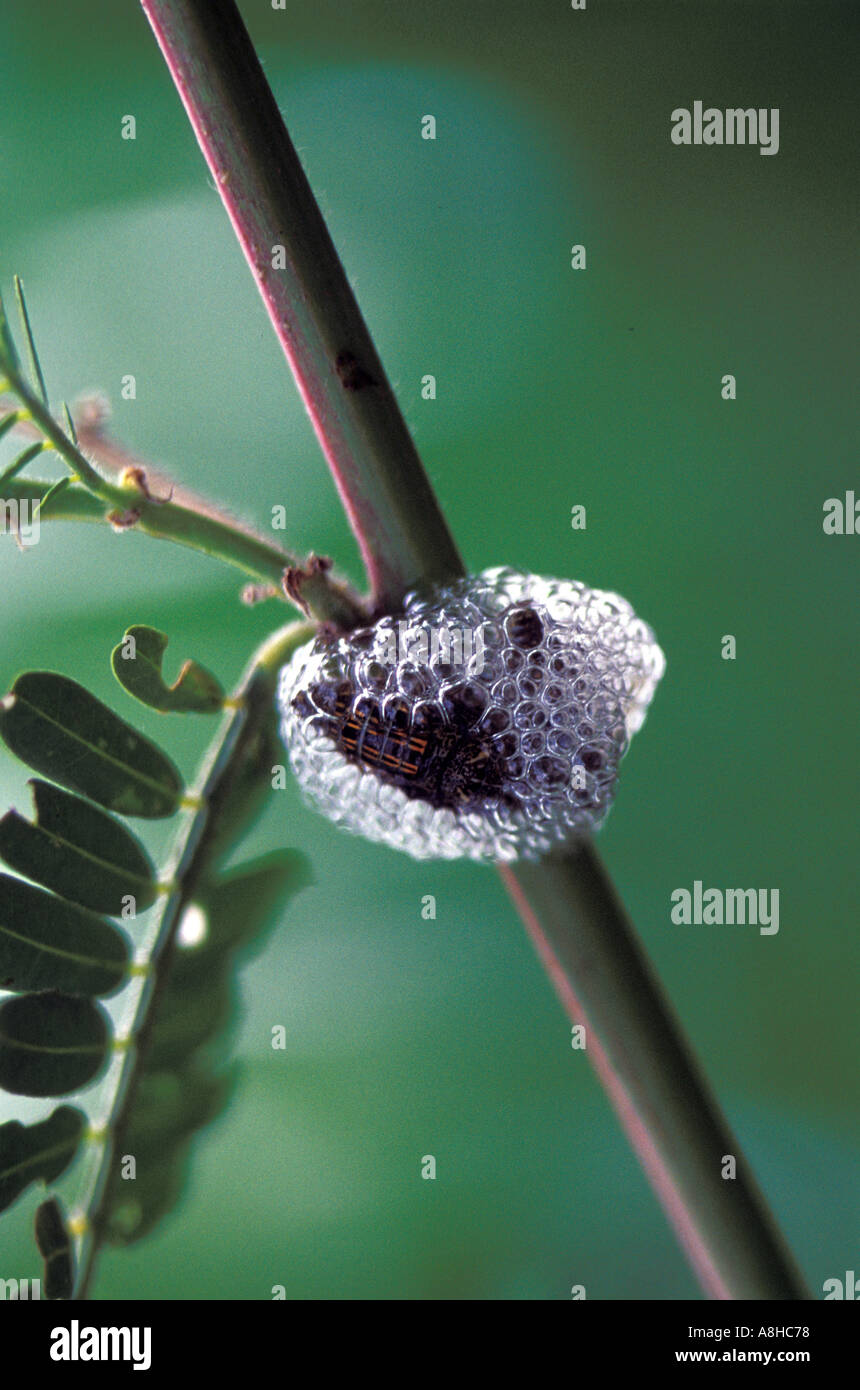 INVERTEBRATE BUG Spittle Stock Photo - Alamy