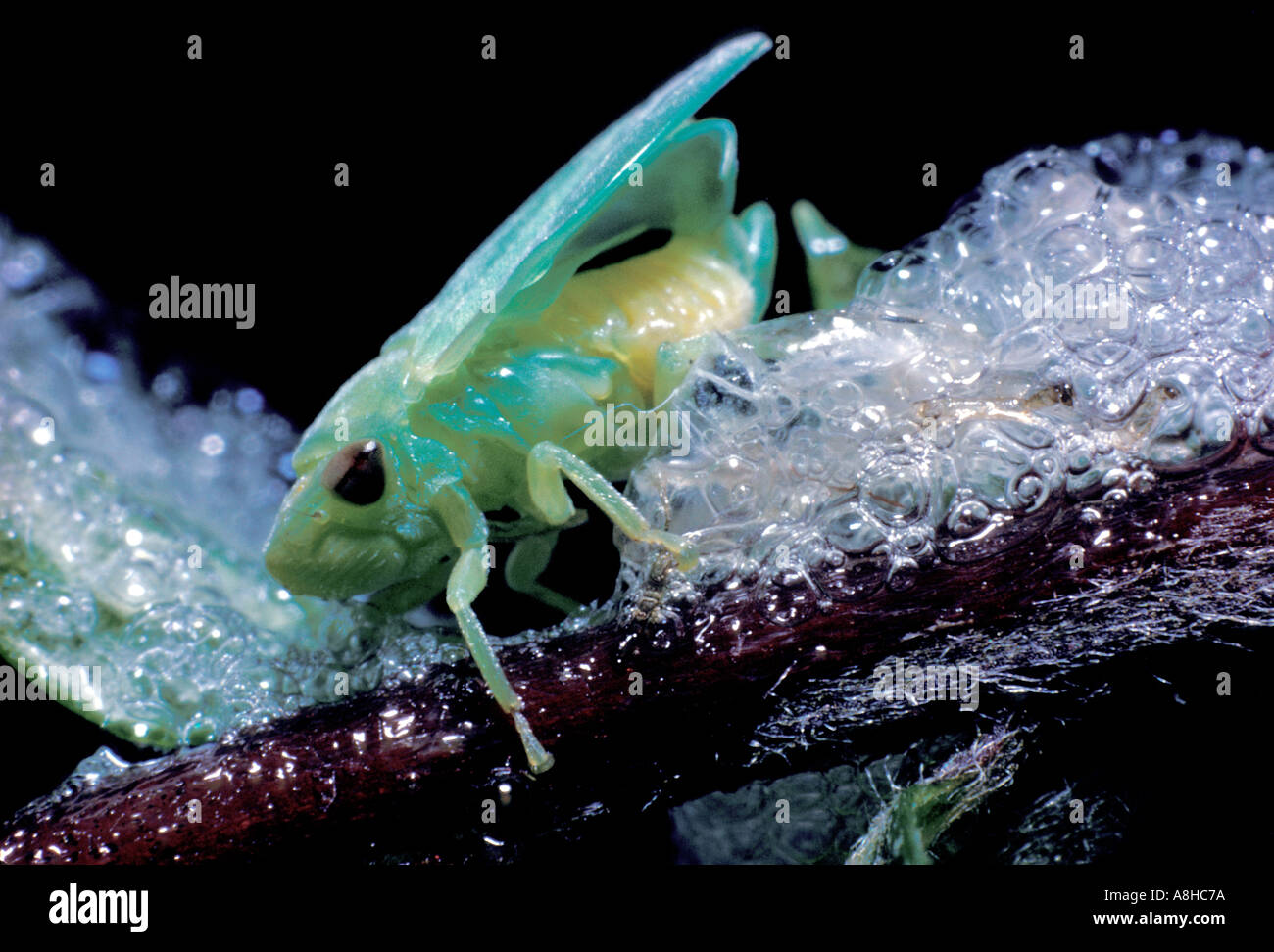 Invertebrate bug spittle hi-res stock photography and images - Alamy