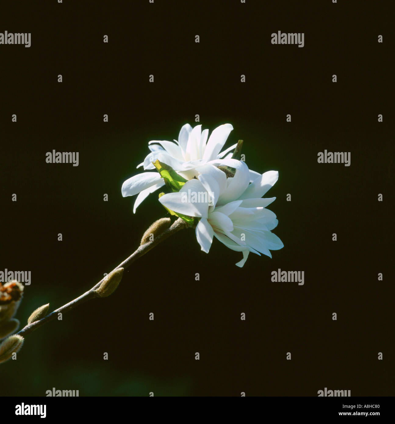 Magnolias are named after the French Professor Pierre Magnol 1638 1715 ...