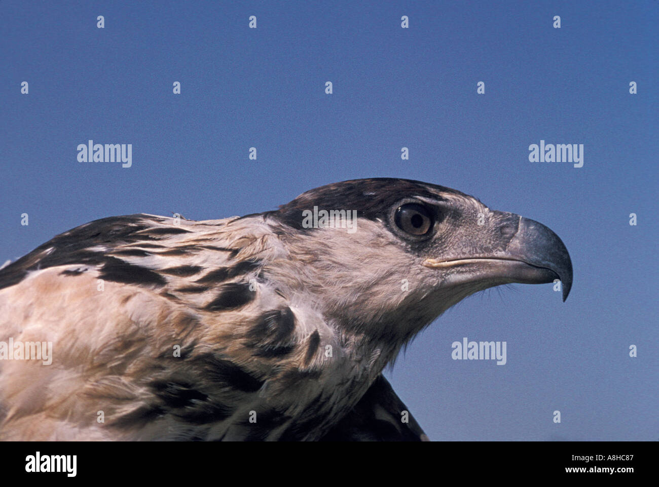 Ex fish hi-res stock photography and images - Alamy