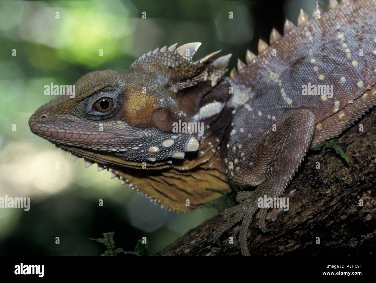 Horizontal ex 10 rainforest n e queensland australia hi-res stock ...