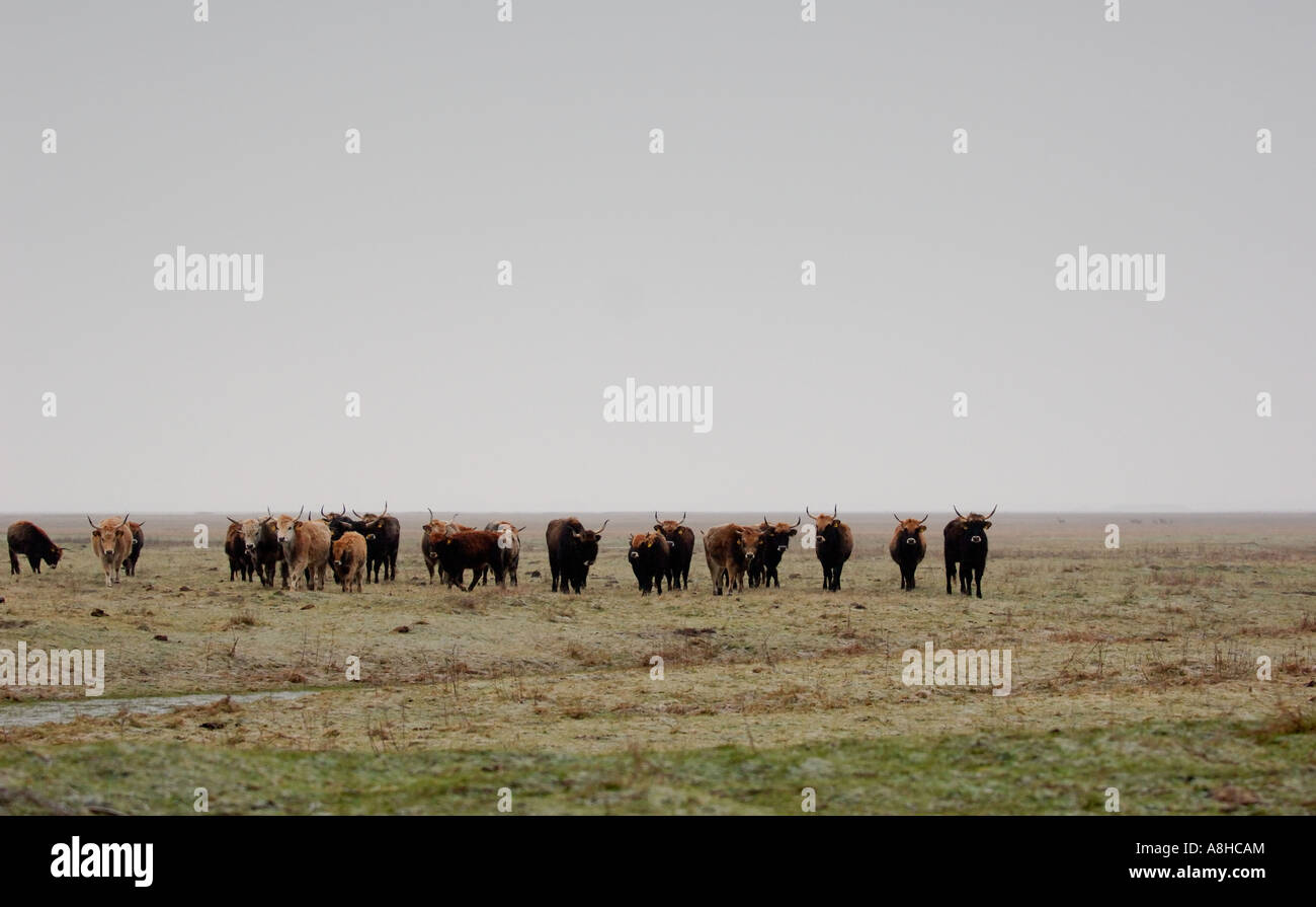 Group Heck cattle in gloomy landscape far Stock Photo - Alamy