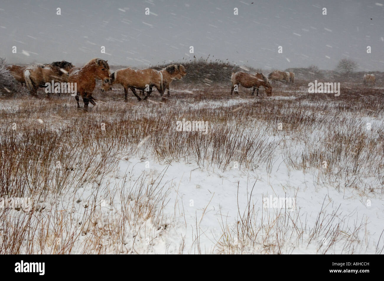 Group Horses in winter landscape Stock Photo - Alamy