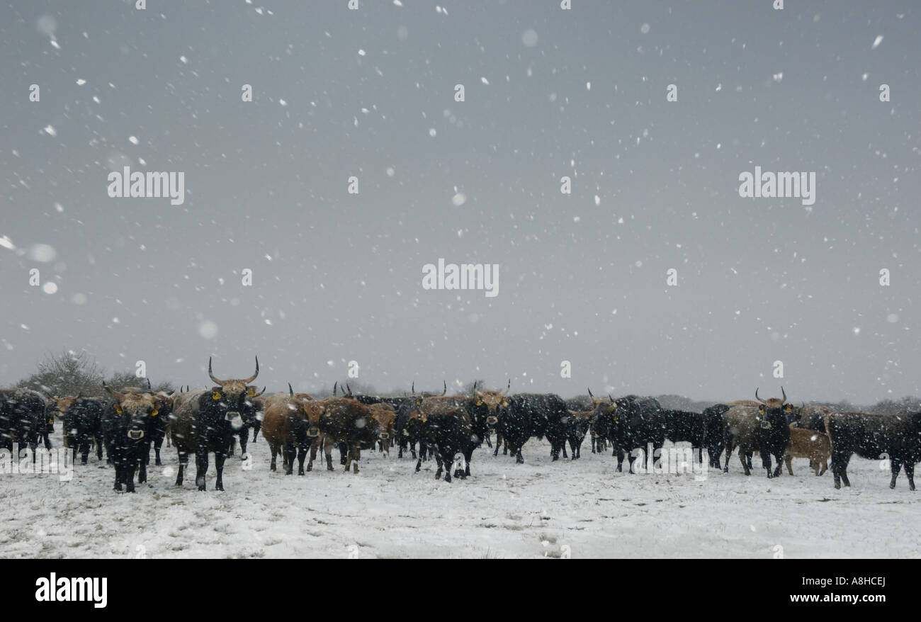 Group heck cattle in hi-res stock photography and images - Alamy