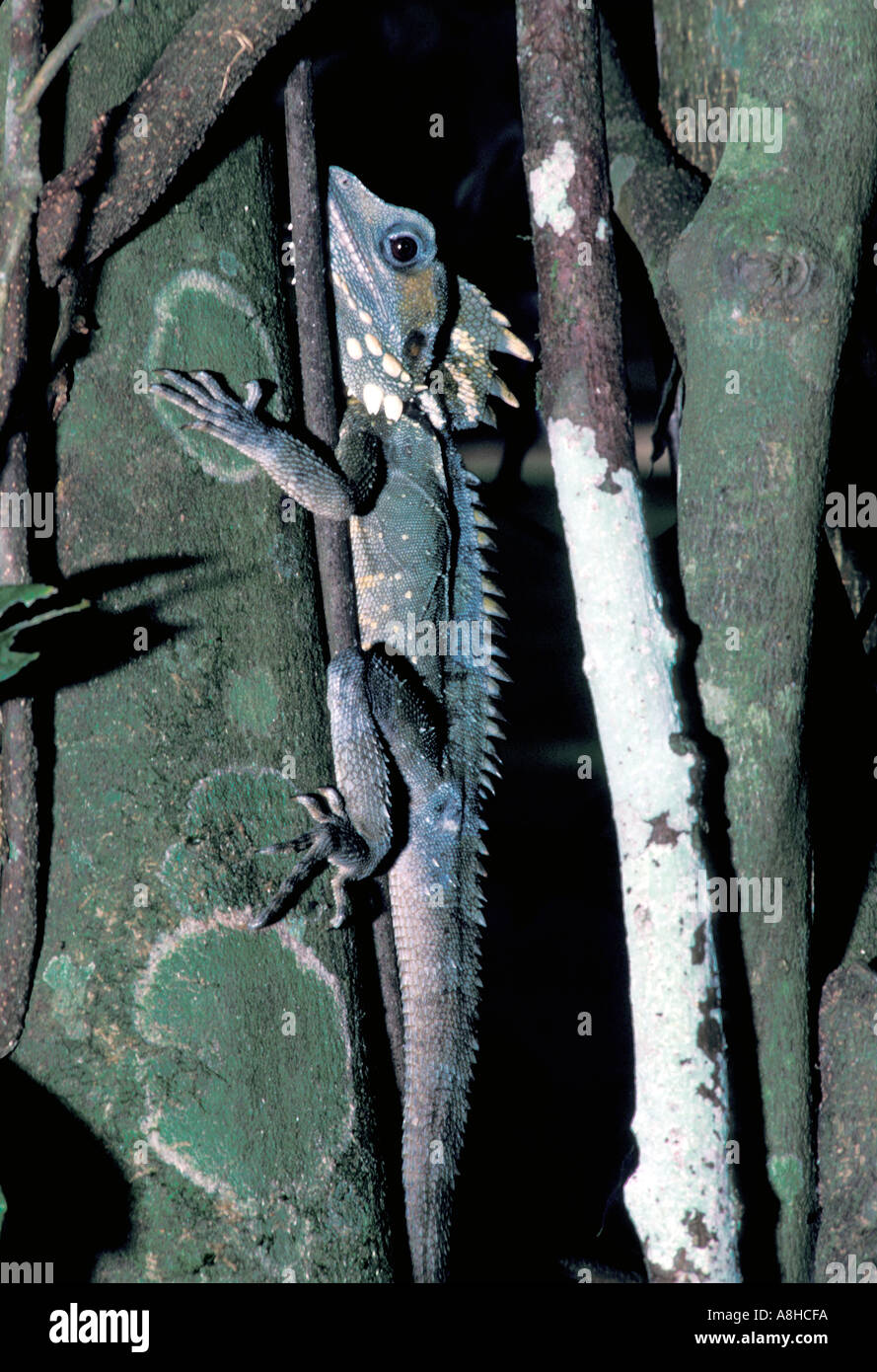 REPTILE LIZARD Dragon Stock Photo - Alamy