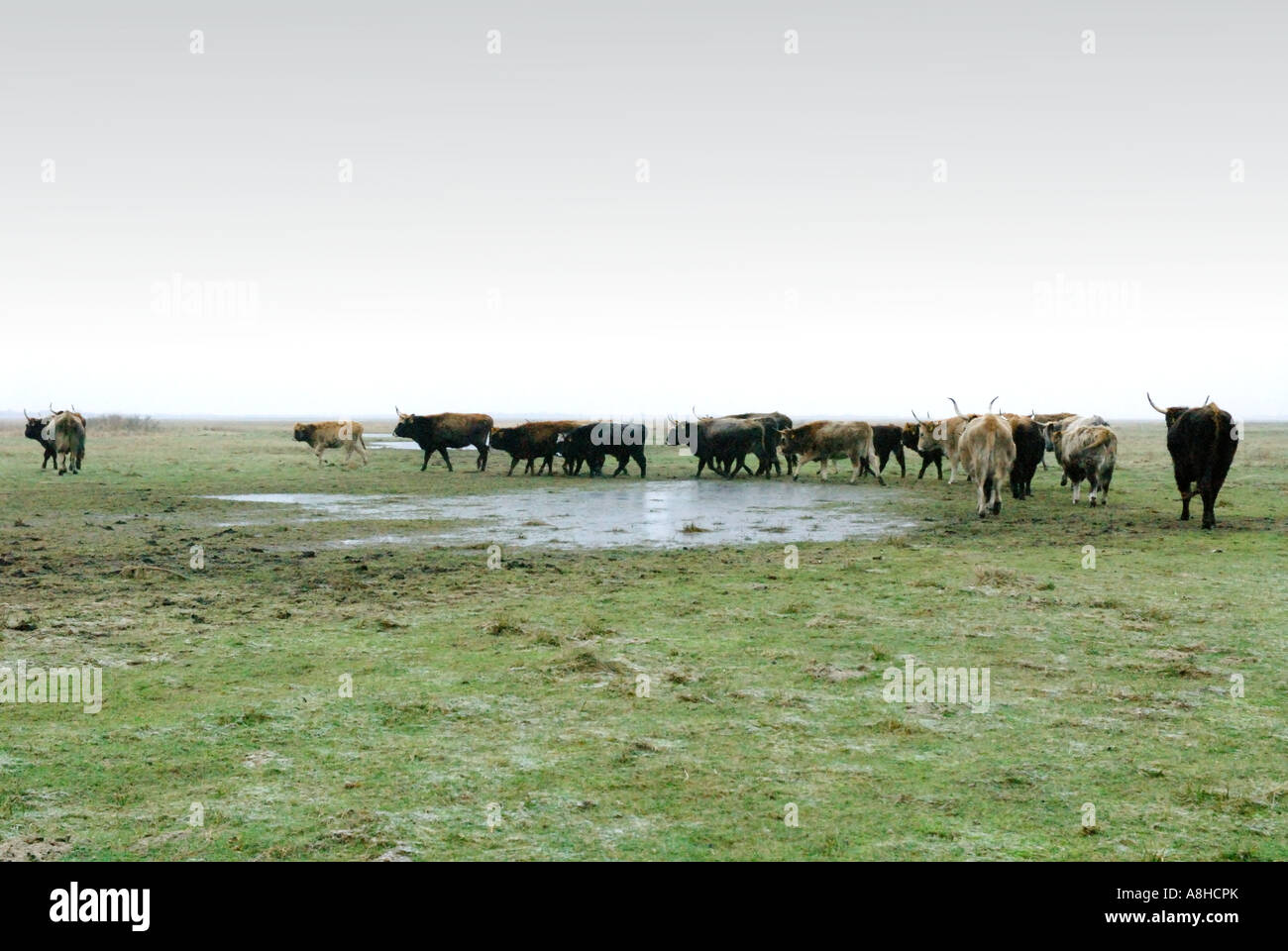 Group Heck cattle in gloomy landscape far Stock Photo - Alamy