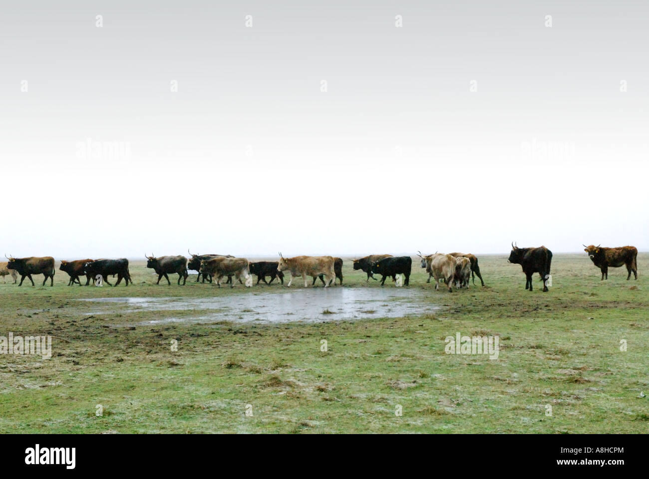 Group Heck cattle in gloomy landscape far Stock Photo - Alamy