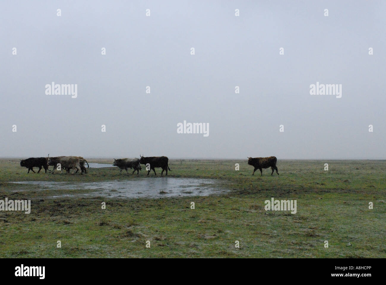 Group Heck cattle in gloomy landscape far Stock Photo - Alamy
