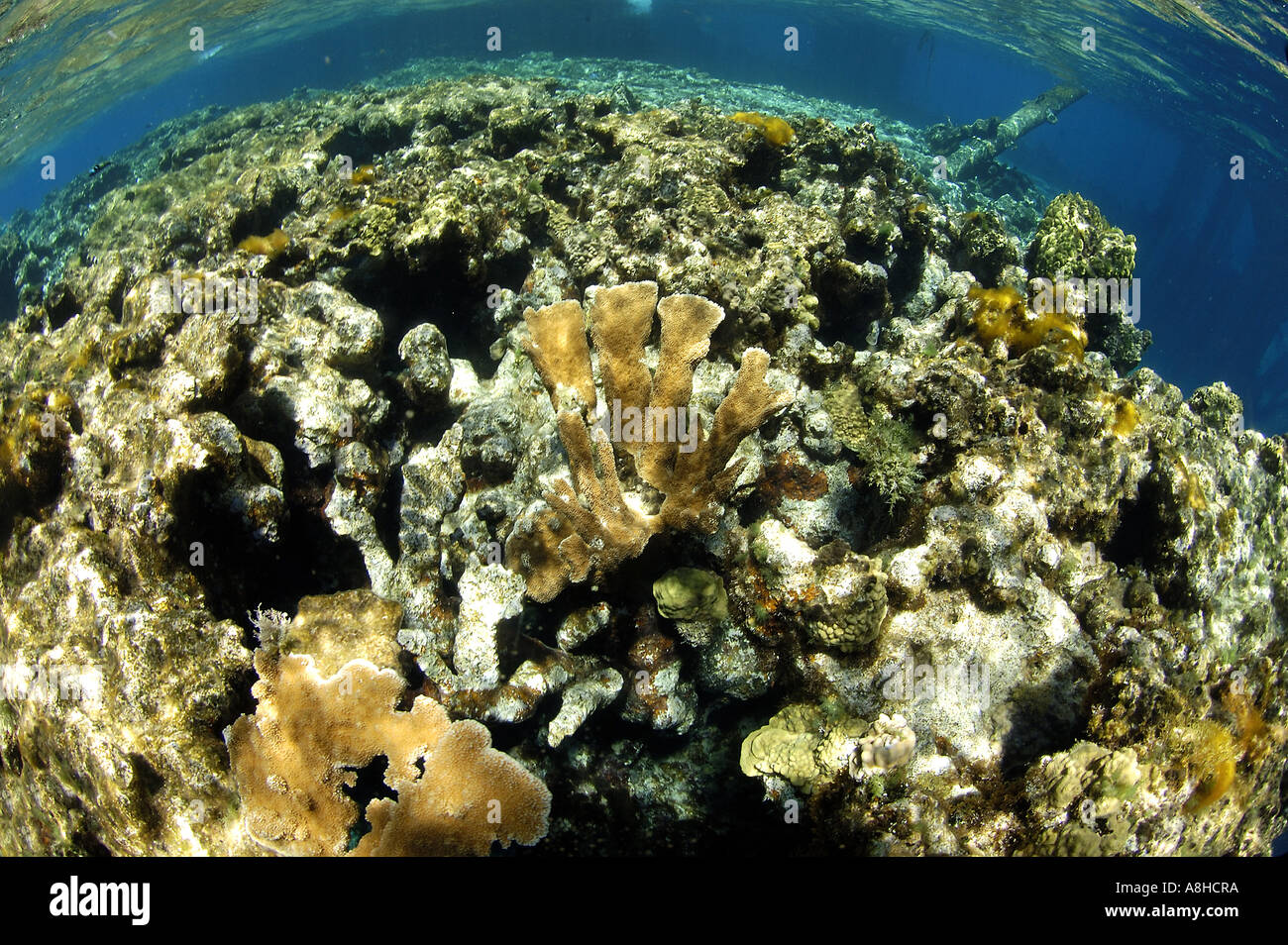 Algae and corals Coral reef at the Polisini Greek Wreck Kinsei Maru ...