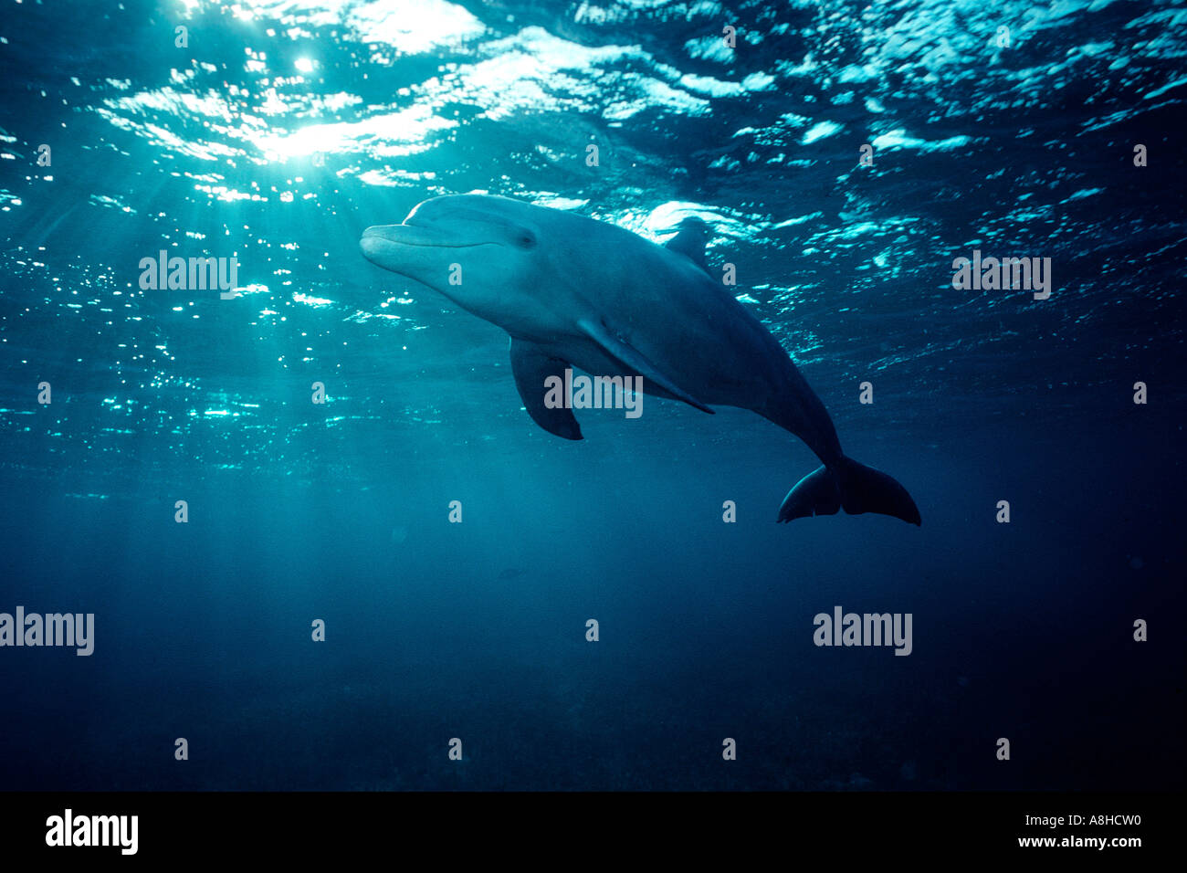 Bottlenose dolphin Tursiops truncatus Belize Caribbean Atlantic Ocean ...