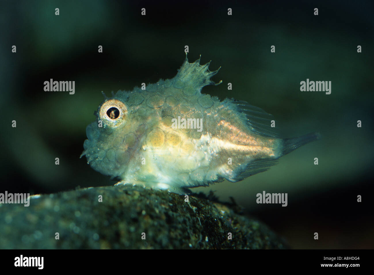 Pacific spiny lumpsucker Eumicrotremus orbis Stock Photo - Alamy
