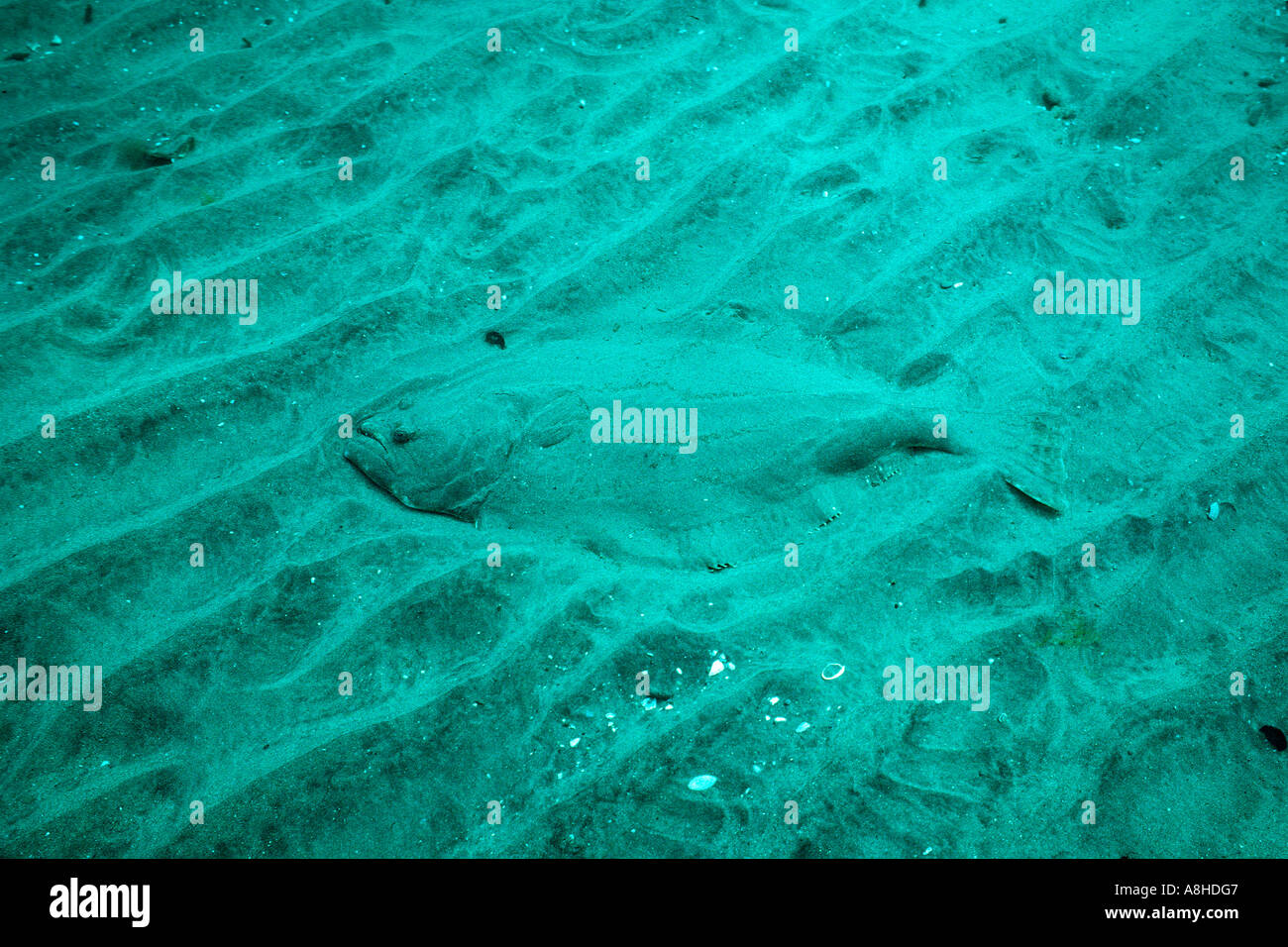 Flounder Halibut California Stock Photo - Alamy