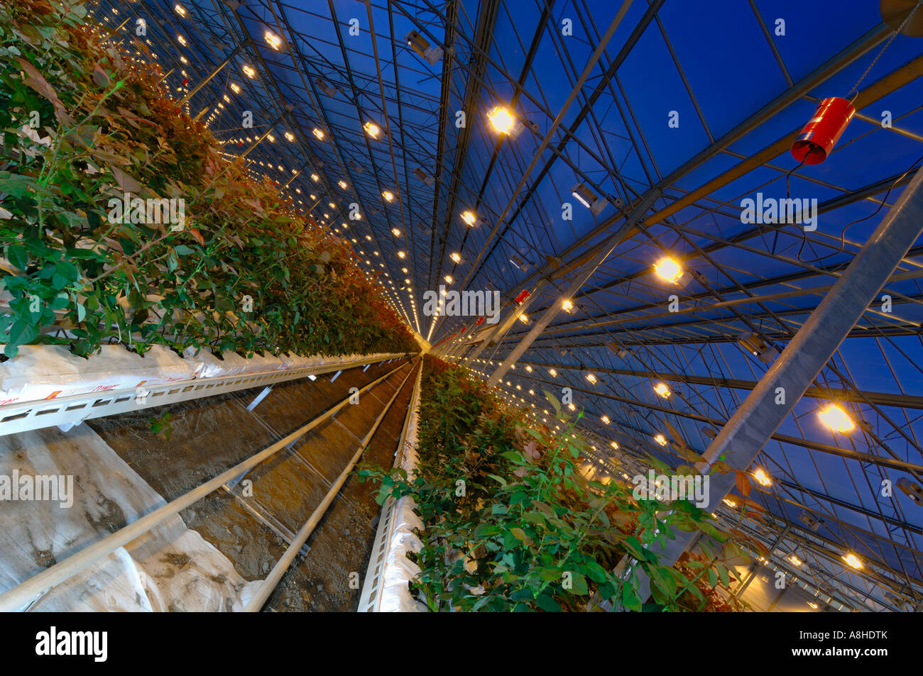 Rose Greenhouse at the evening with lights Stock Photo - Alamy