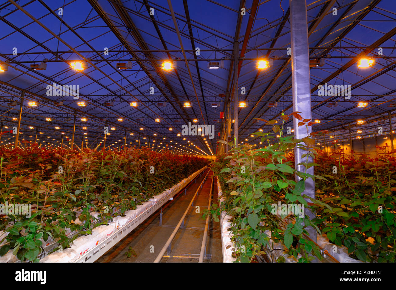 Rose Greenhouse at the evening with lights Stock Photo - Alamy