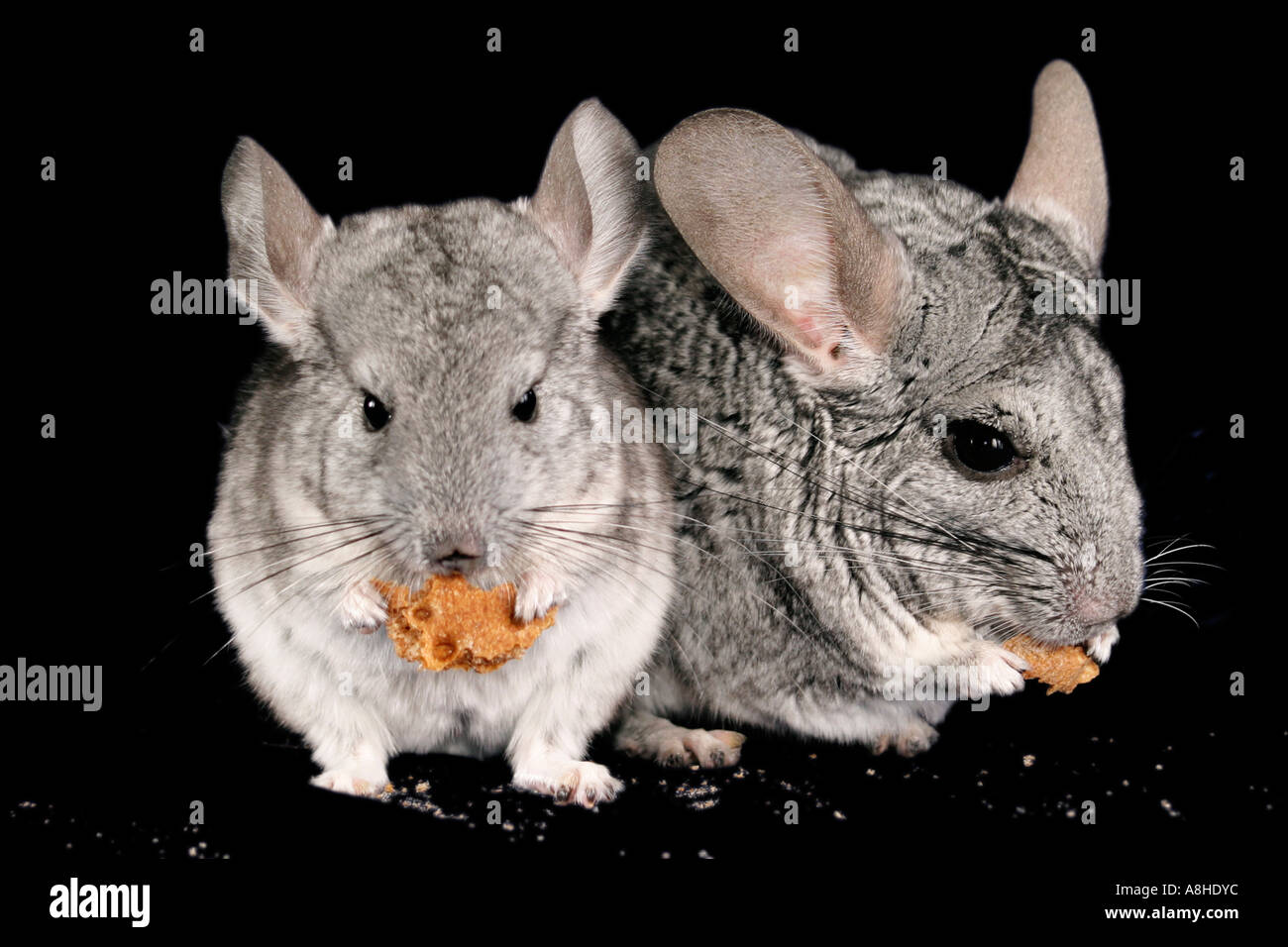 Feeding chinchilla hi-res stock photography and images - Alamy