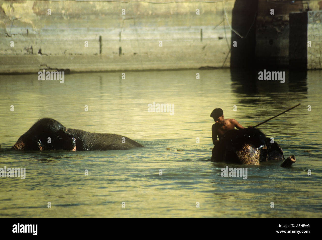 bathing elephant and mahoot Stock Photo - Alamy