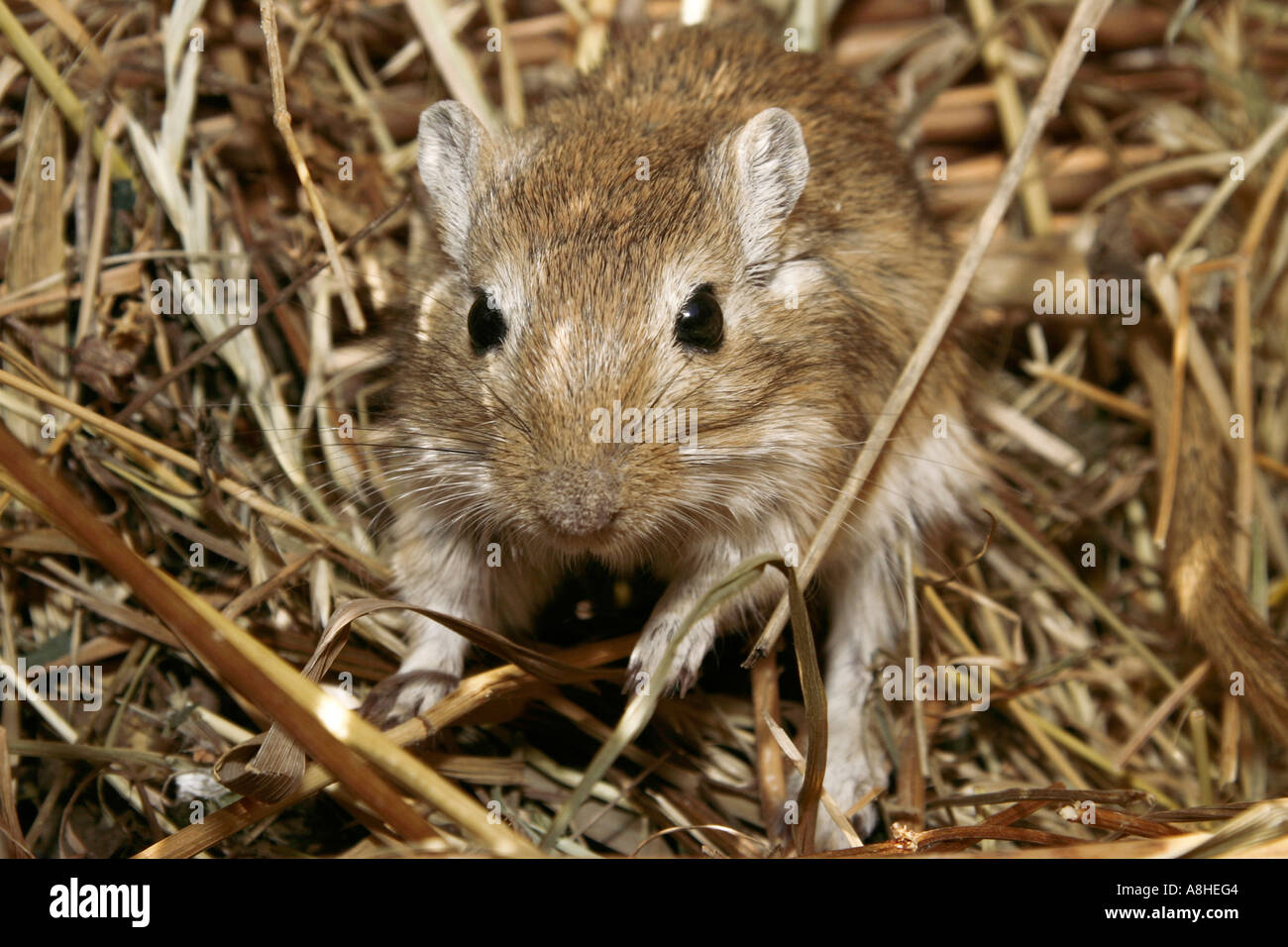 Shawi hi-res stock photography and images - Alamy