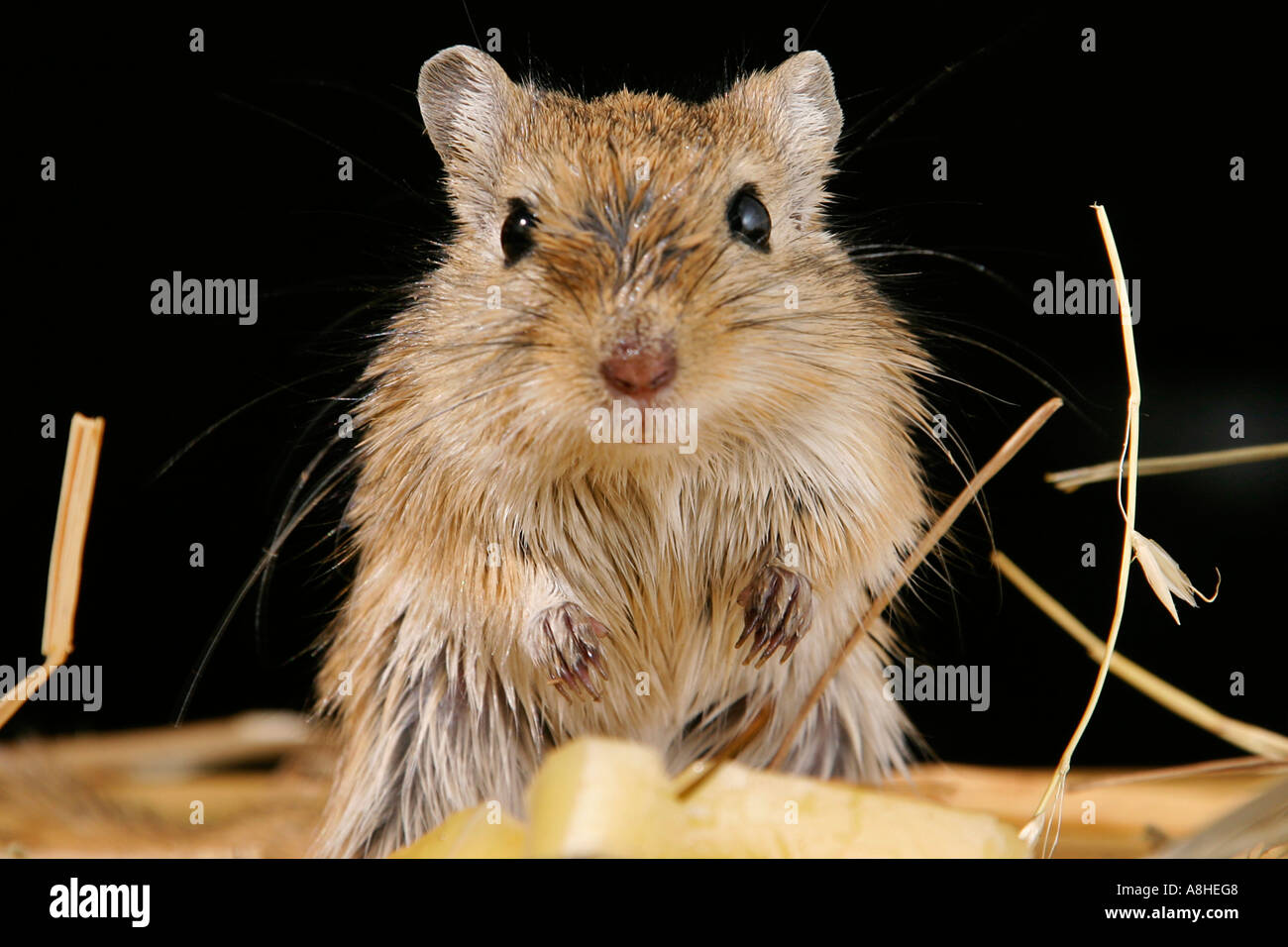 Shawi hi-res stock photography and images - Alamy
