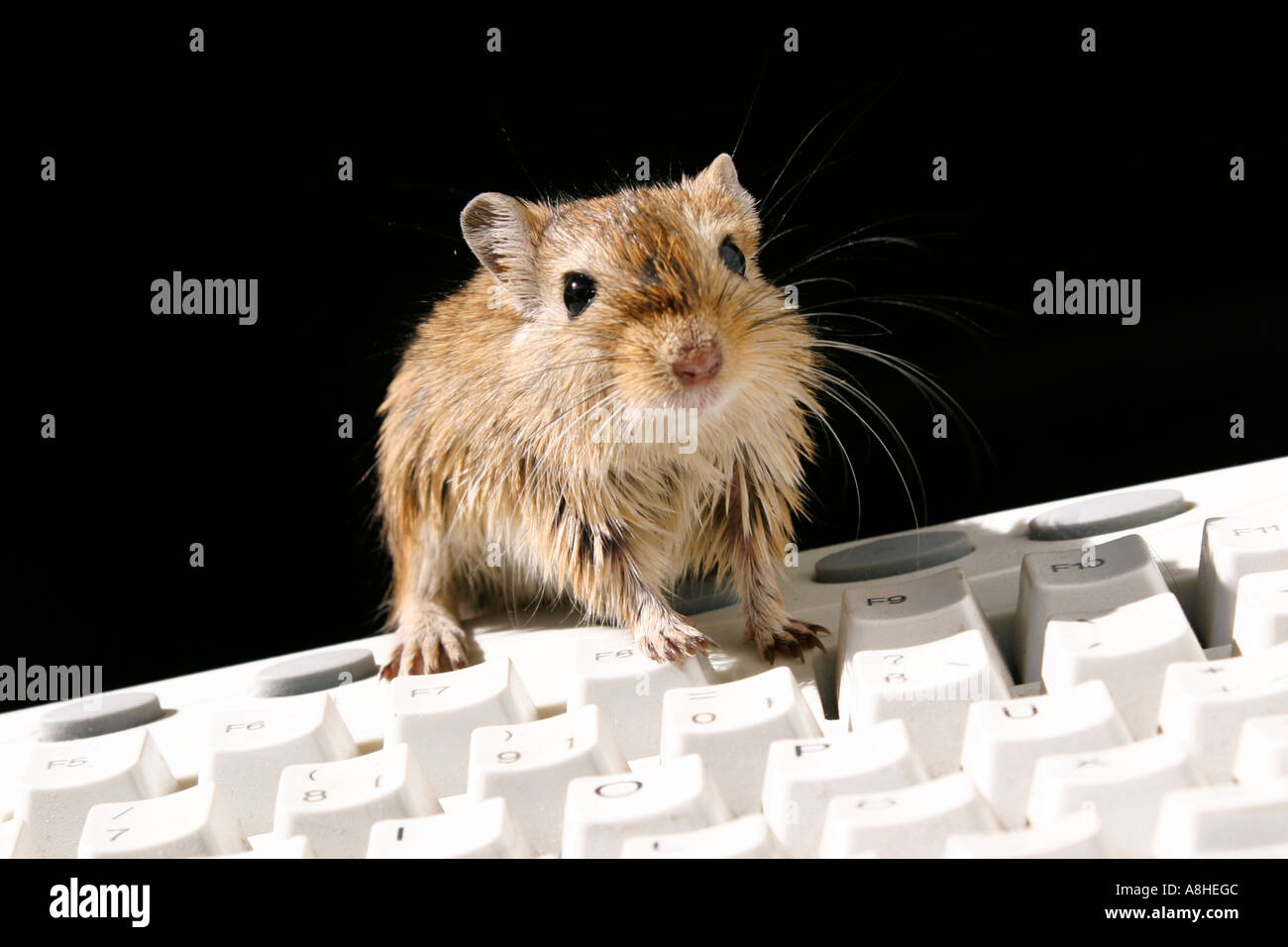 Mouse and computer Stock Photo - Alamy