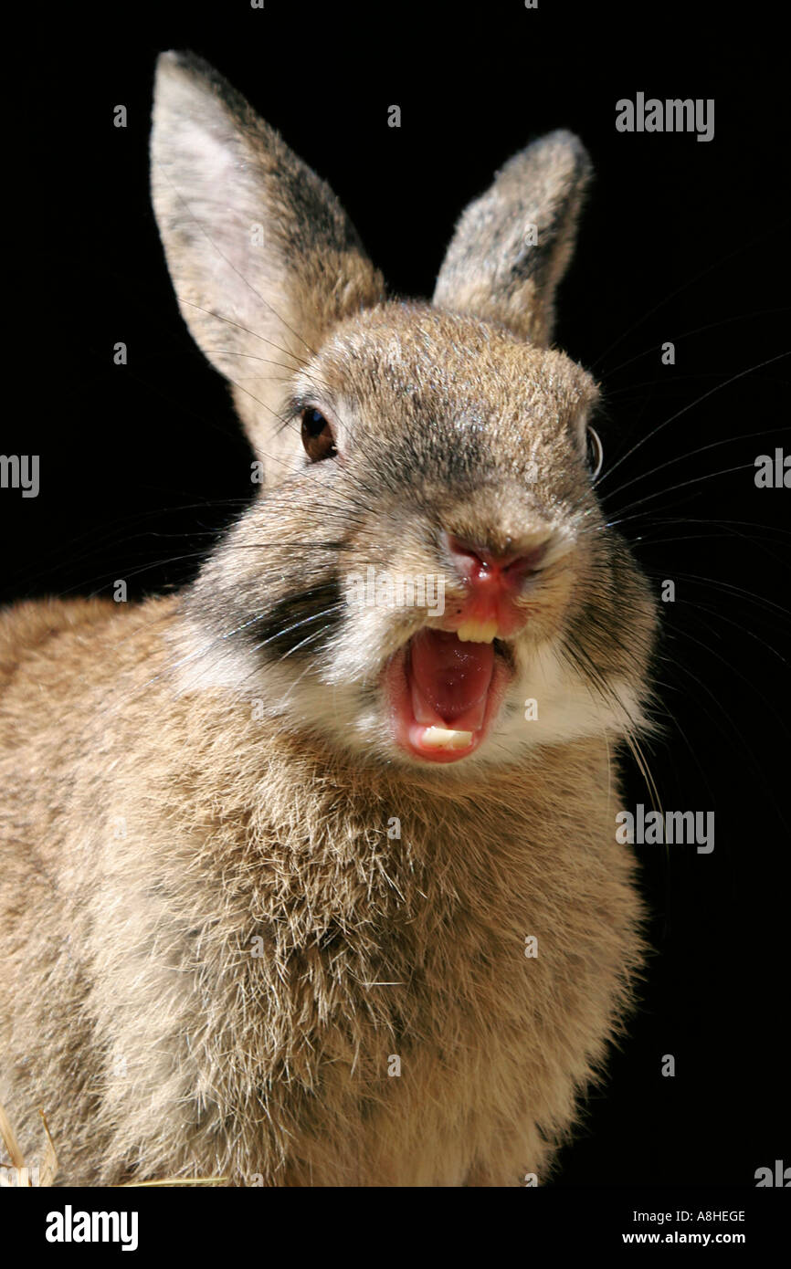 Hase tier tiere haustier haustiere hi-res stock photography and images ...