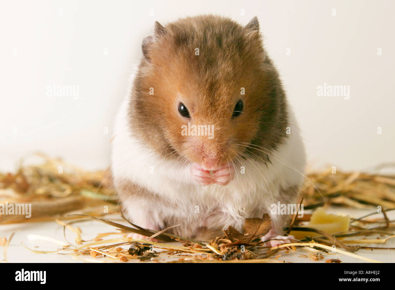 Goldhamster golden hamster pet hi-res stock photography and images - Alamy
