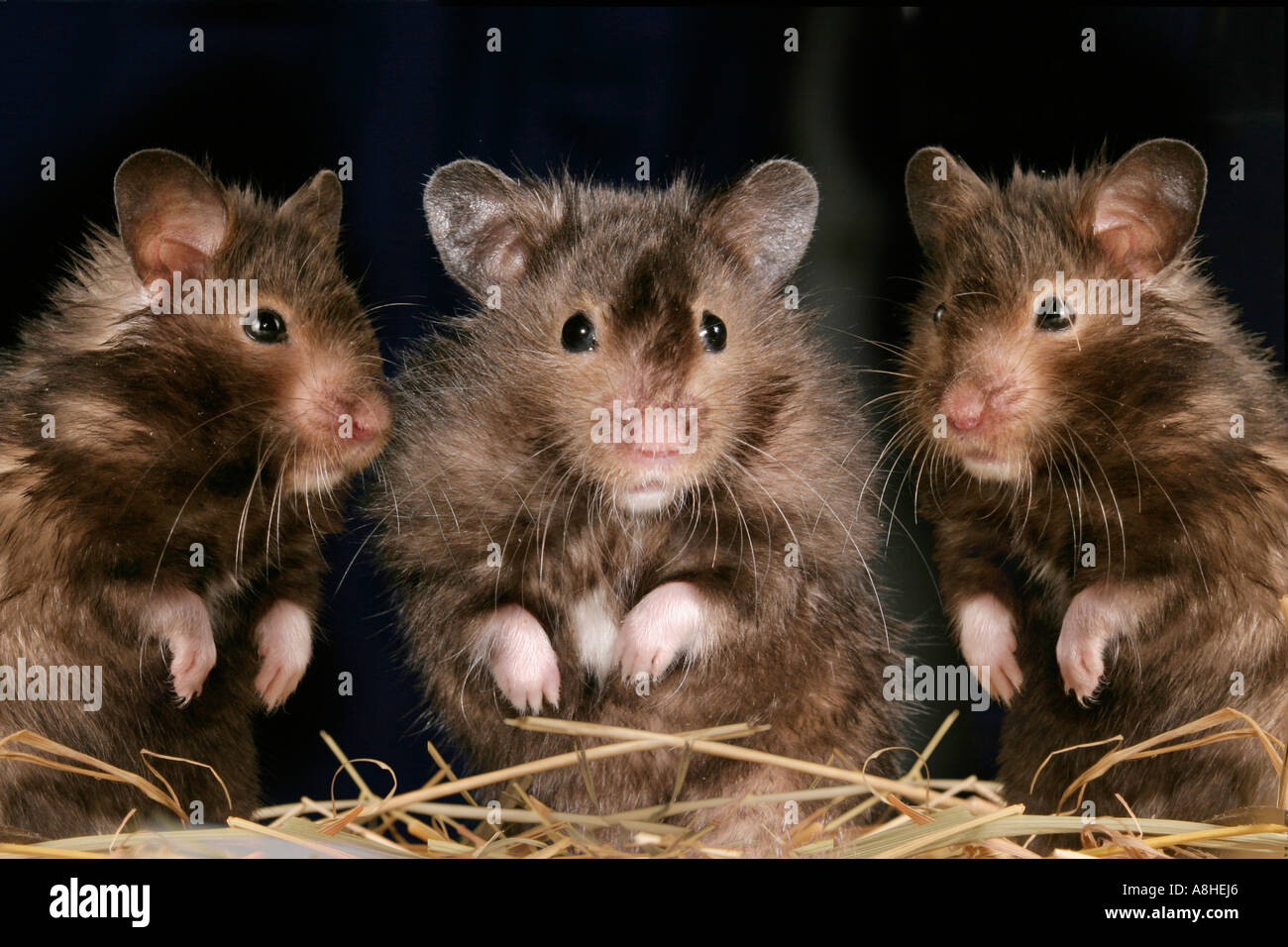 Three golden hamster Stock Photo - Alamy