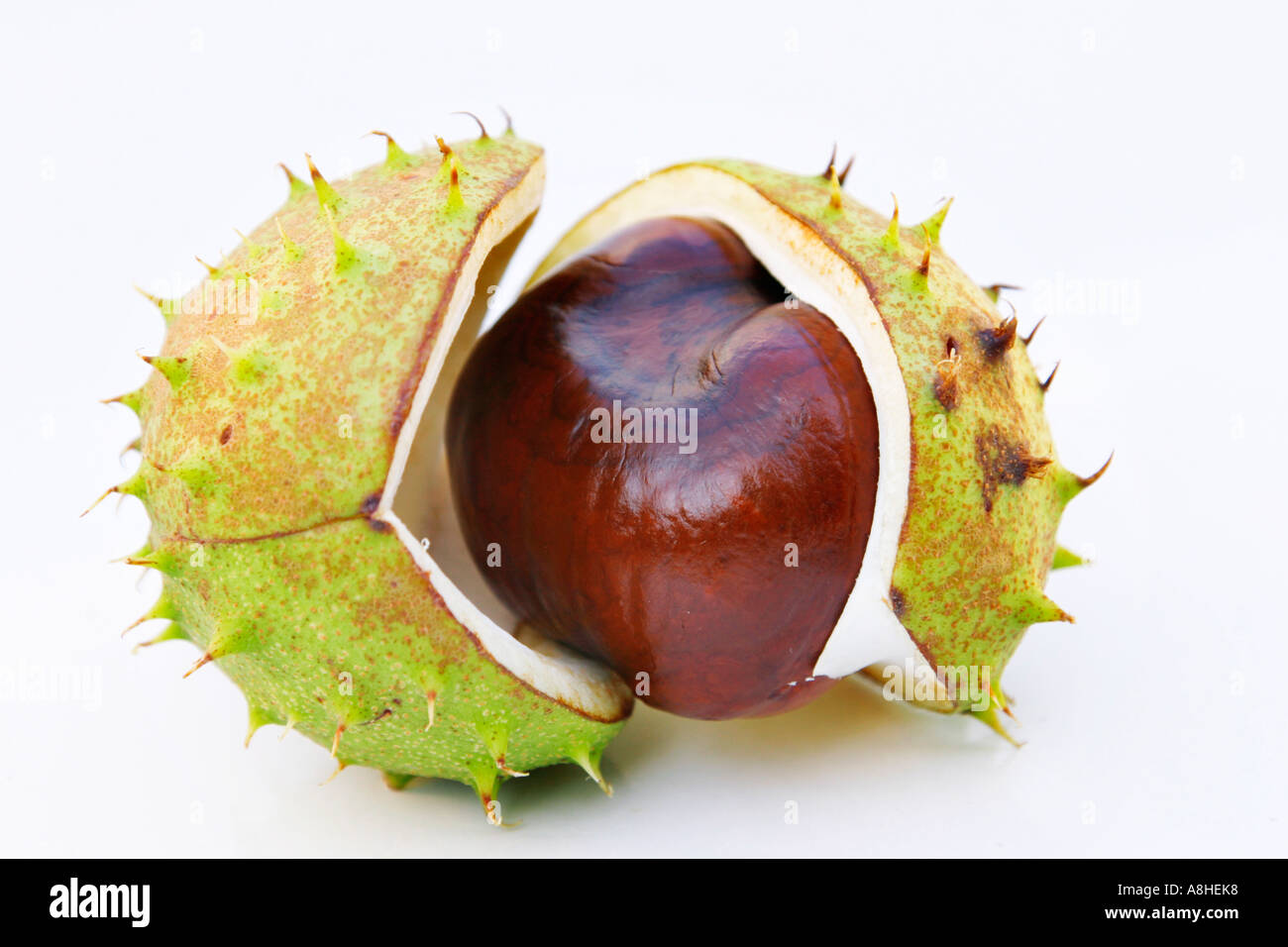 Horse chest nut tree hi-res stock photography and images - Alamy