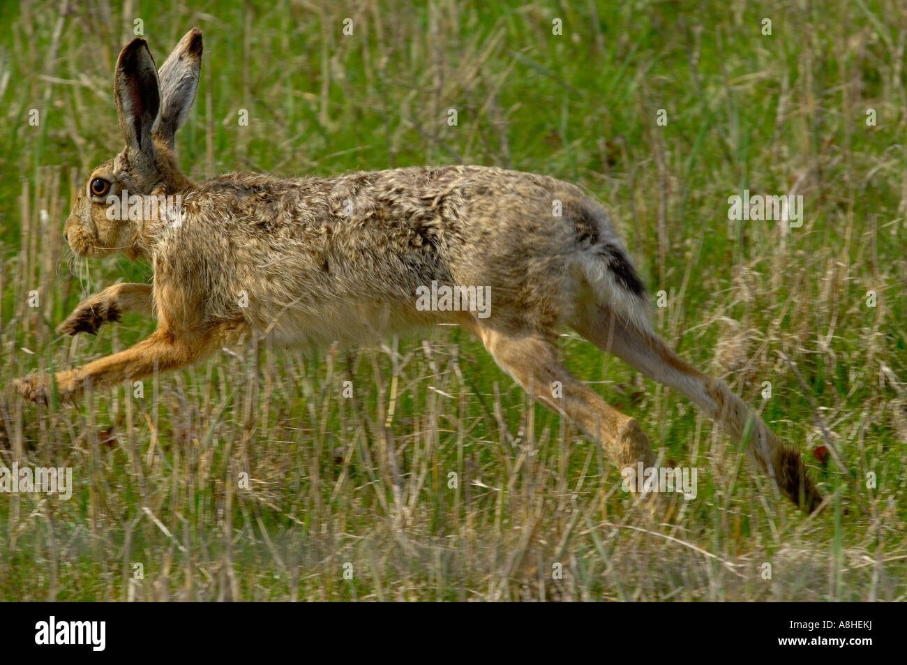 Hare running movement hi-res stock photography and images - Alamy