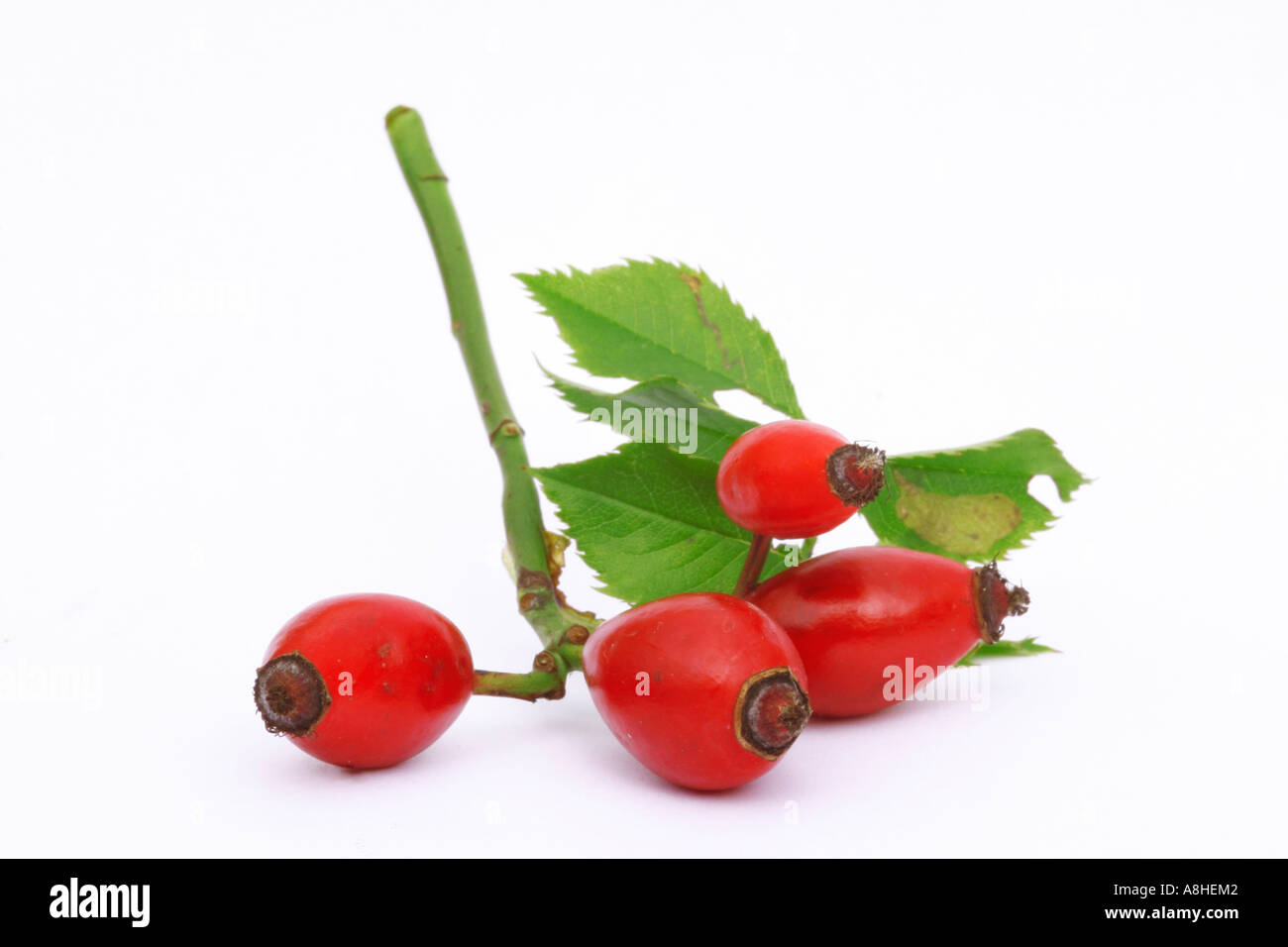 Rosa canina wild rose Cut Out Stock Images & Pictures - Alamy