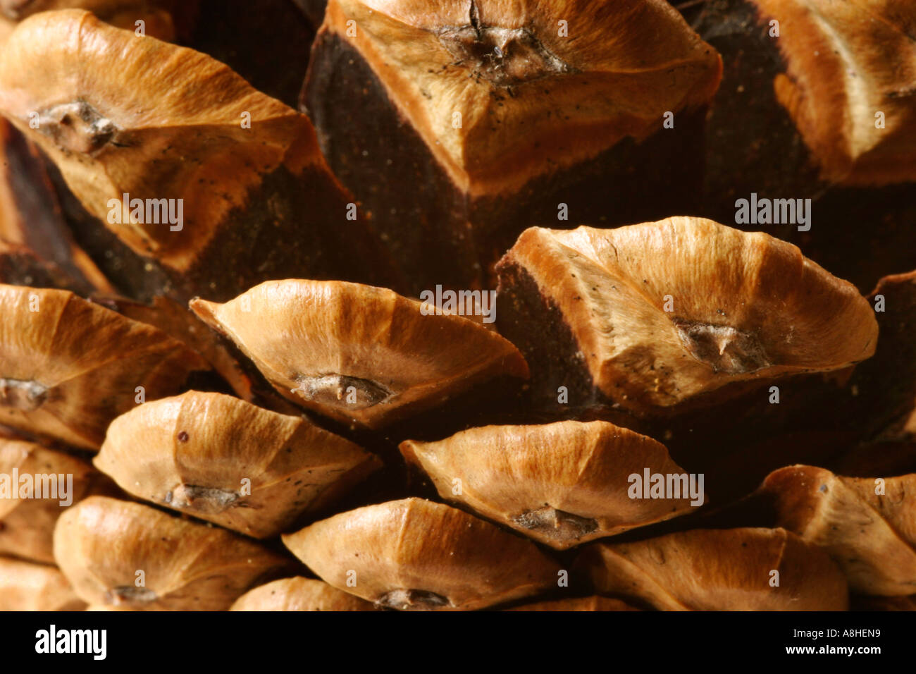 Samen wald hi-res stock photography and images - Alamy