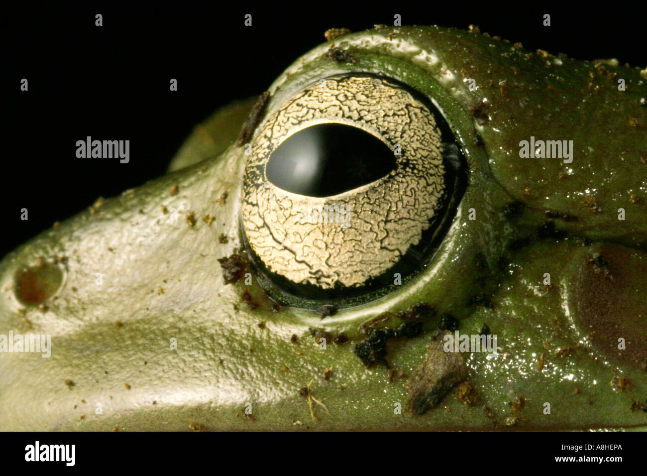 Litoria caerulera hi-res stock photography and images - Alamy