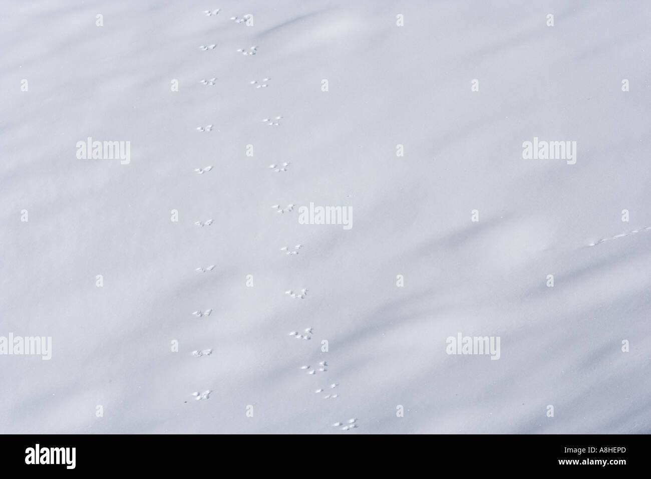 Rabbit foot tracks in snow hi-res stock photography and images - Alamy