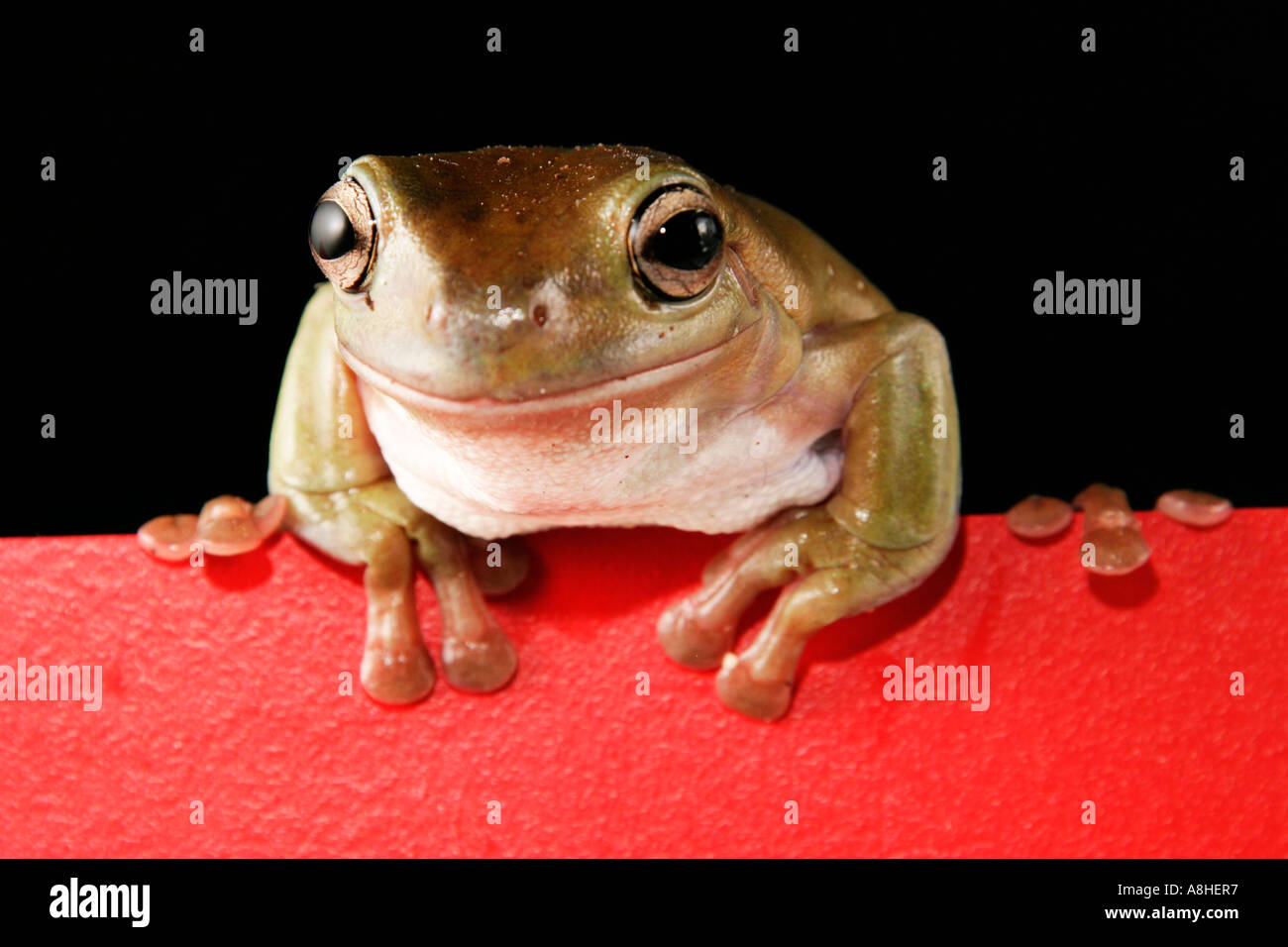 Litoria caerulera hi-res stock photography and images - Alamy