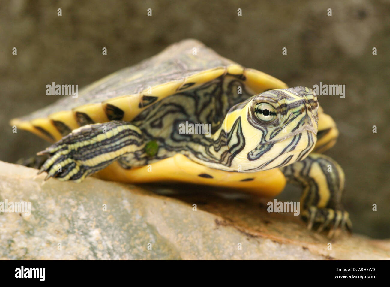 Tortoise aquarium hi-res stock photography and images - Alamy