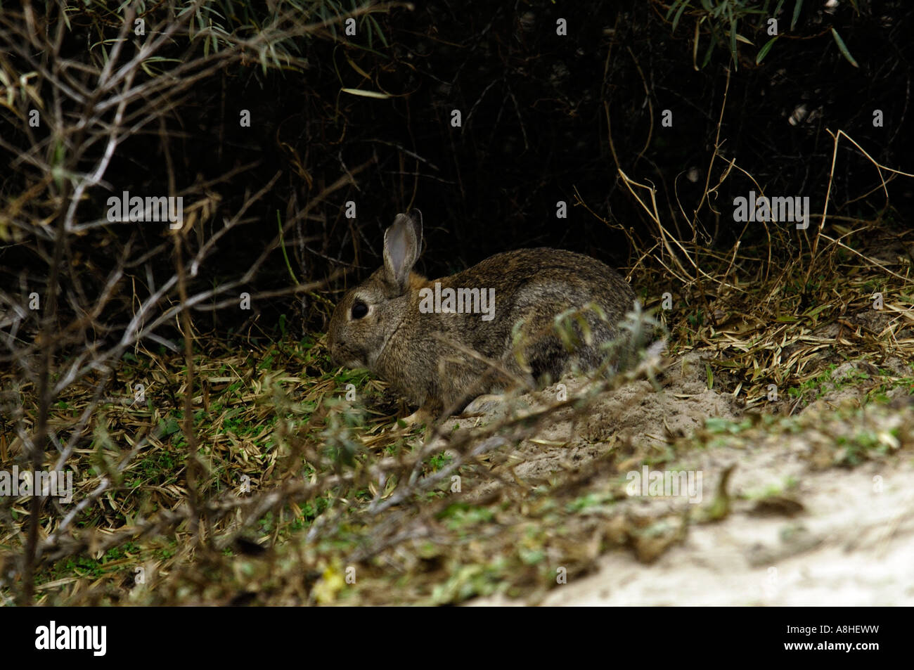 Rabbit in bush Stock Photo - Alamy