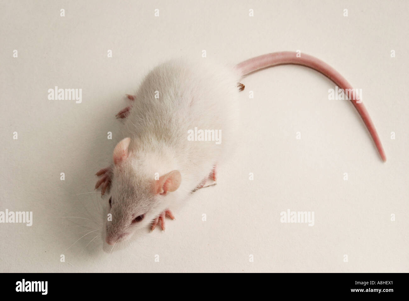 Haustier ratte hi-res stock photography and images - Alamy